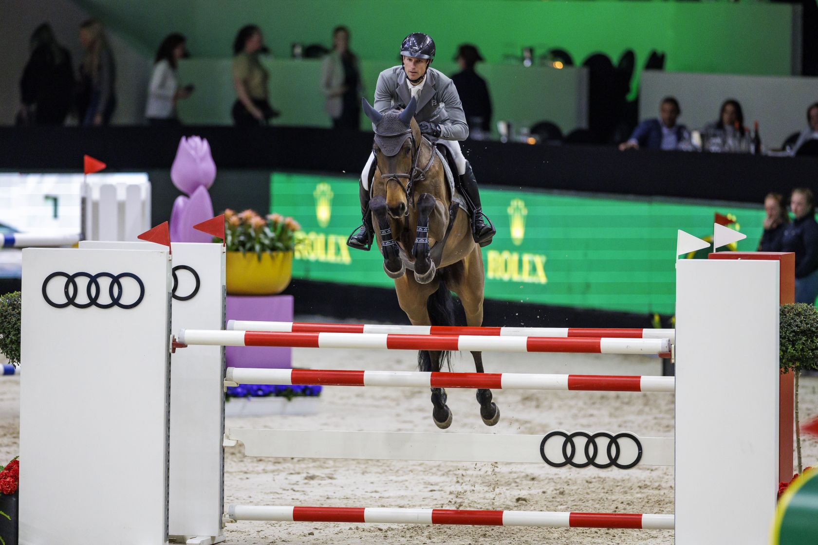 DOMINATOR 2000 Z - A phenomenal phenomenon! | Studfarm Zangersheide